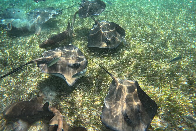 Lets Snorkel Hol Chan the Best Marine Reserve in Belize - Choosing the Right Snorkeling Tour