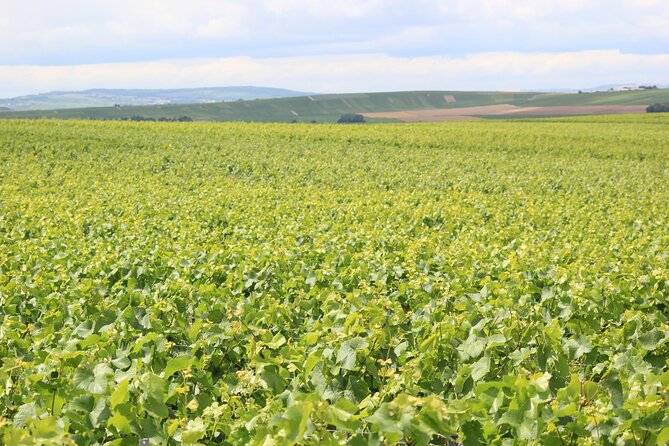 Let's take a walk in the vineyards - Key Points