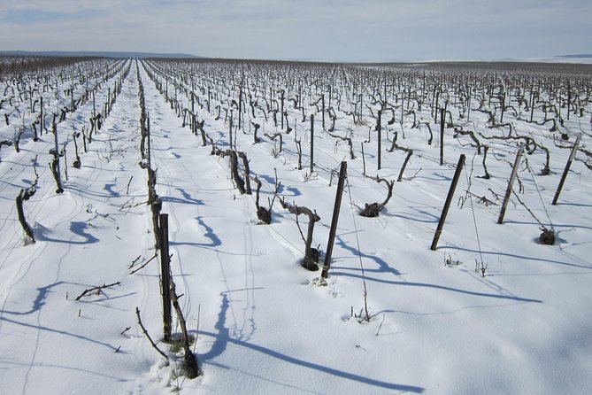 Let's take a walk in the vineyards - The Sum Up