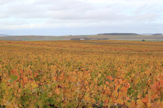 Let's take a walk in the vineyards - FAQs