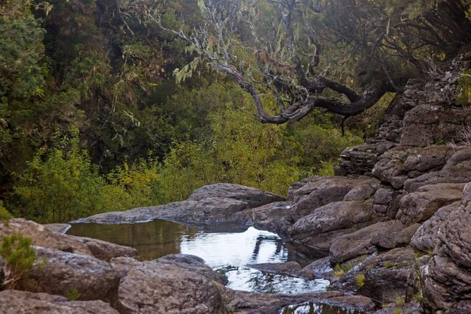 Levada do Alecrim - Rosemary Levada (Full Day Walk) - A Deep Dive into the Experience