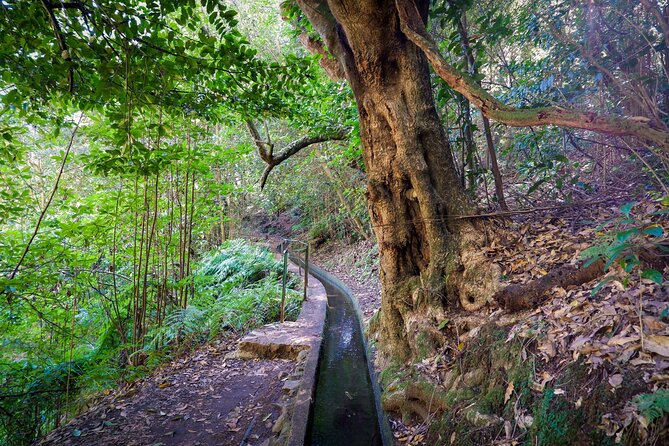 Levada do Rei (PR18) - Through Madeira's Majestic Laurissilva - FAQ