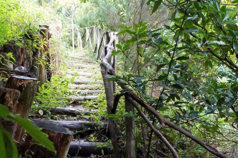 Levada Walk and Caldeirao Verde Waterfalls: Madeira - Logistics and Practical Tips