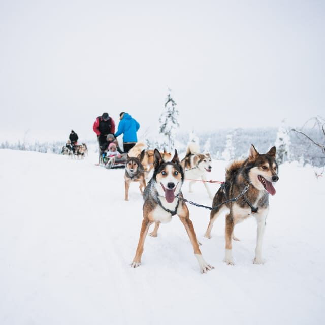 Levi: 15-Kilometres Self-Driving Husky Tour - The Value of This Tour