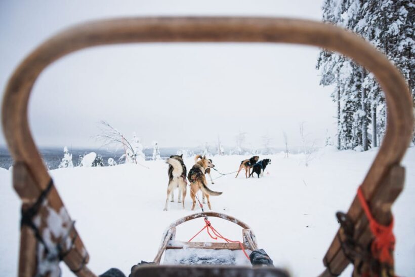 Levi: 15-Kilometres Self-Driving Husky Tour - FAQ