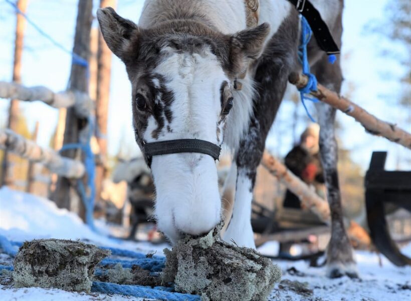 Levi: 3km Reindeer Sleigh Ride in the forest at night - The Guided Reindeer Safari