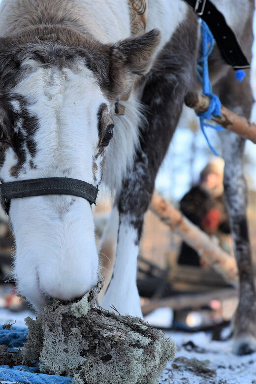Levi: 3km Reindeer Sleigh Ride in the forest at night - Returning and Additional Comforts