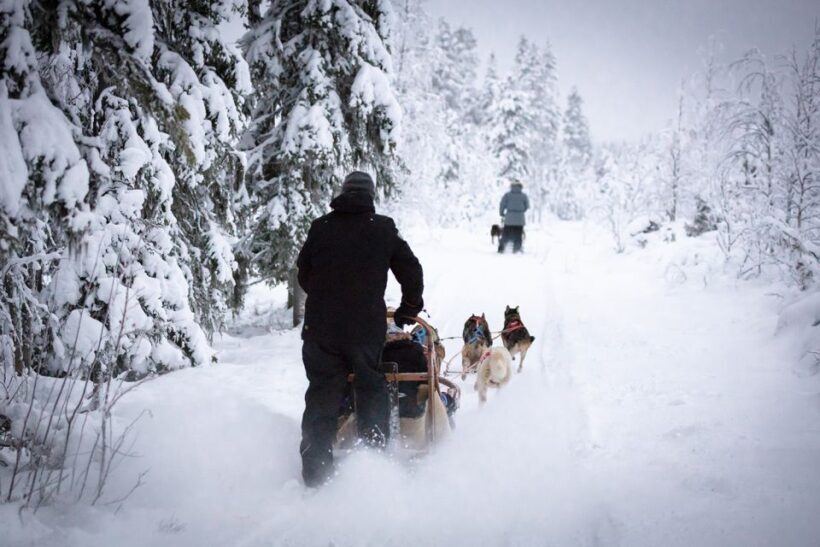 Levi: 7 km Self-Drive Husky Sledding Adventure - Introducing the Levi: 7 km Self-Drive Husky Sledding Adventure