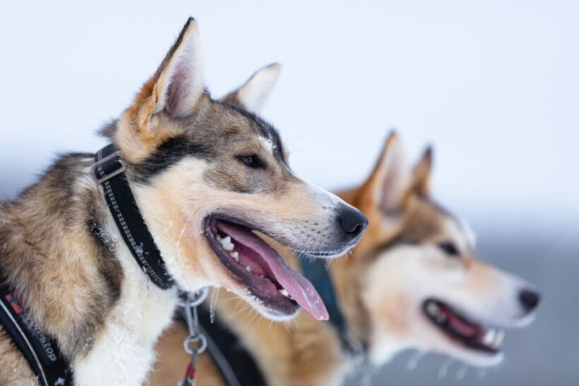 Levi: 7 km Self-Drive Husky Sledding Adventure - The Experience of Driving Your Own Huskies