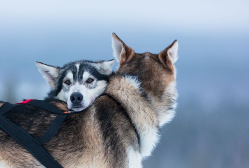 Levi: 7 km Self-Drive Husky Sledding Adventure - The Scenic Surroundings