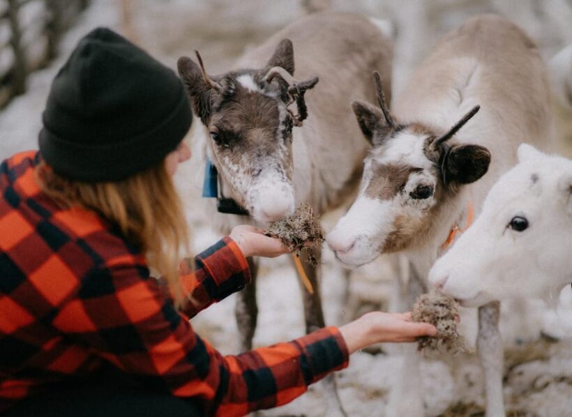 Levi: Autumn Hike and Reindeer Farm Visit - What Makes This Tour Special