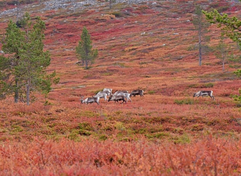 Levi: Autumn Hike and Reindeer Farm Visit - The Value of the Experience