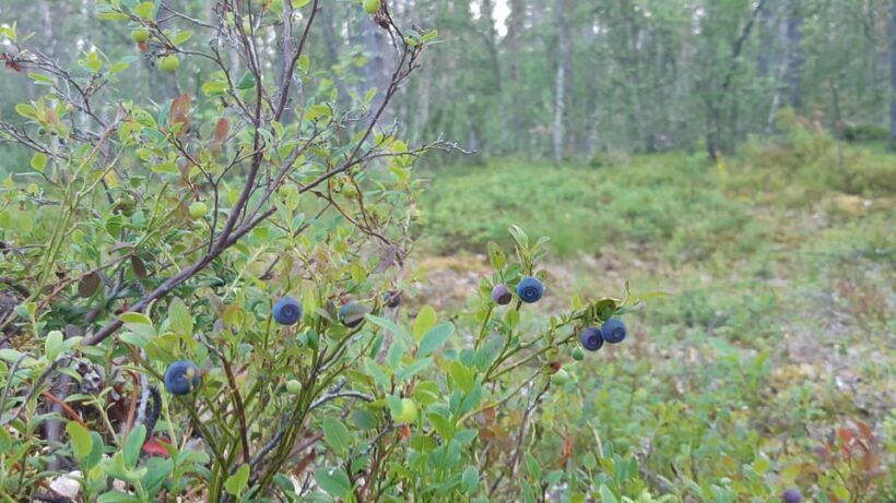 Levi: Berry Picking - Superfoods from Nature - Key Points