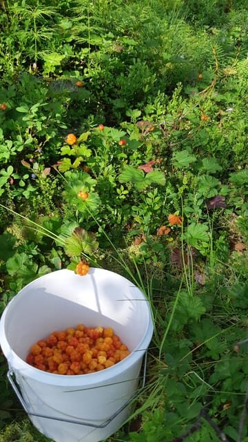 Levi: Berry Picking - Superfoods from Nature - An In-Depth Look at the Levi Berry-Picking Tour