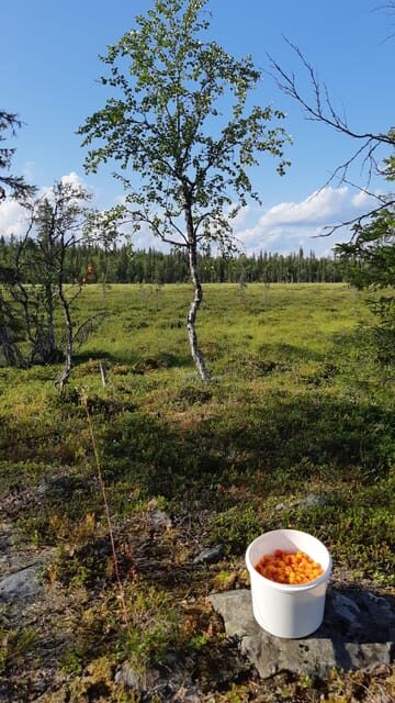 Levi: Berry Picking - Superfoods from Nature - FAQ