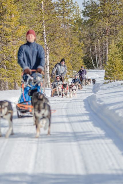 Levi: Evening Husky Sled Ride under the Northern Lights - Levi: Evening Husky Sled Ride under the Northern Lights — A Practical Review
