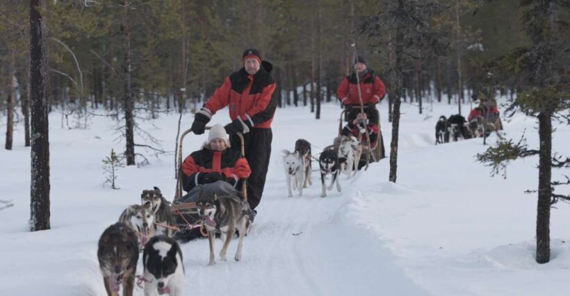 Levi: Evening Husky Sled Ride under the Northern Lights - What This Tour Offers: An Honest Look