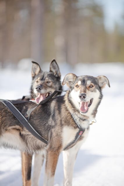 Levi: Guide-driven Husky Safari - The Experience at a Glance