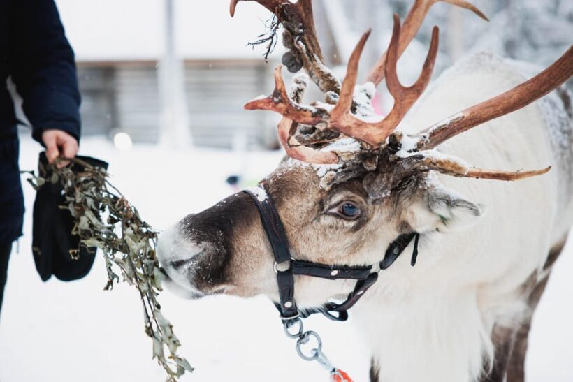 Levi: Husky and Reindeer Farm Visit with Snowmobiling - Starting with Snowmobiling: The Heart-Pumping Kickoff
