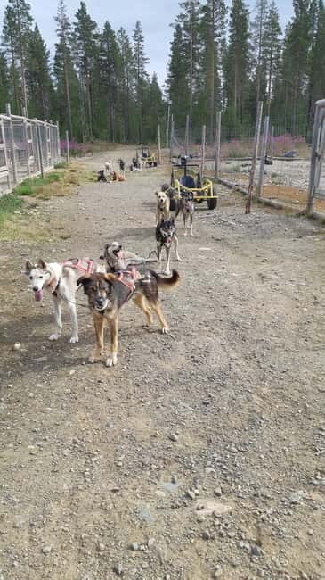 Levi: Husky cart tour- Midnight Sun & Autumn Northern Lights - An In-Depth Look at the Levi Husky Cart Tour