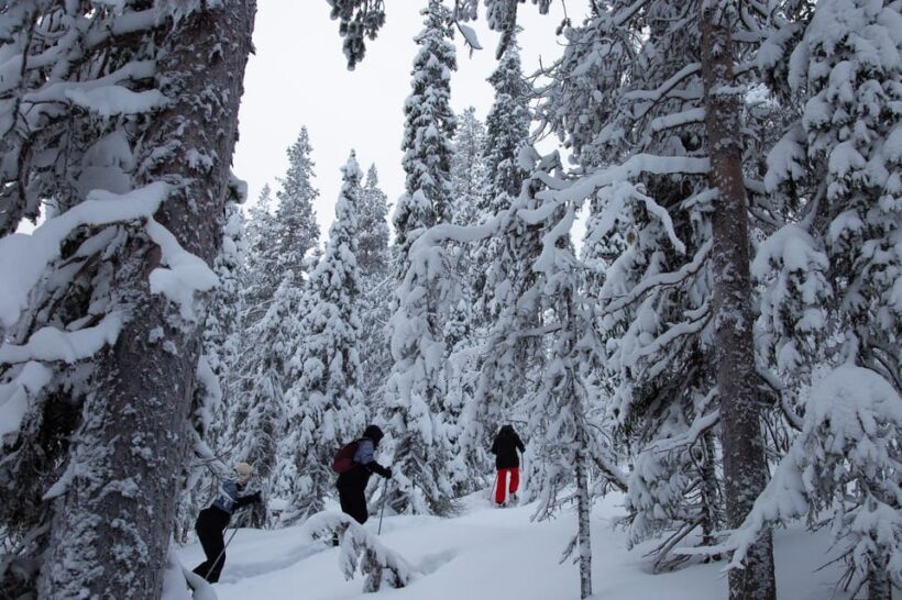 Levi: Lakeside forest snowshoeing - An In-Depth Look at the Levi Lakeside Forest Snowshoeing Tour