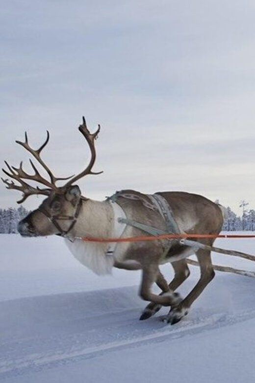 Levi: Lapland Reindeer and Husky Safari - Who Will Love This Tour?