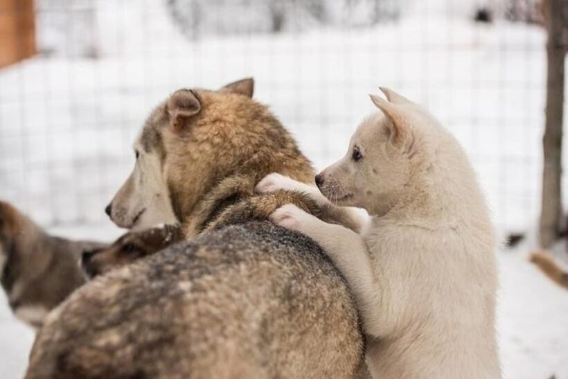Levi: Lapland Reindeer and Husky Safari - FAQs