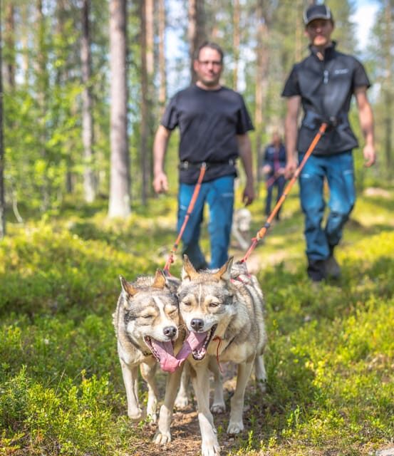 Levi: Nature Walk with Huskies - Key Points