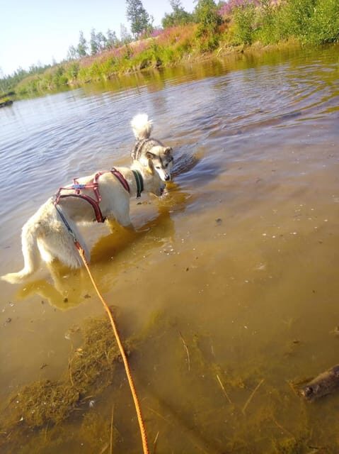 Levi: Nature Walk with Huskies - A Genuine Look at the Levi Huskies Experience