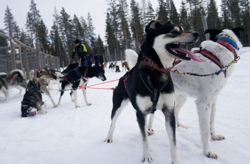 Levi Polar Lights Tours: Arctic Circle Guided Husky Tour - Introduction