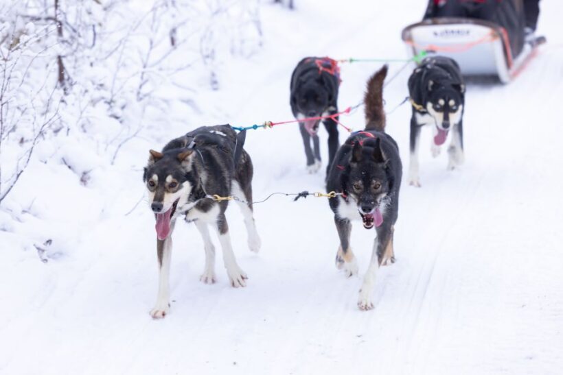 Levi Polar Lights Tours: Arctic Circle Guided Husky Tour - Who Is This Tour Best For?