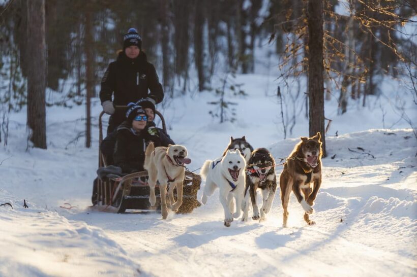 Levi Polar Lights Tours: Path of the Gnome Husky Safari 15km - Key Points