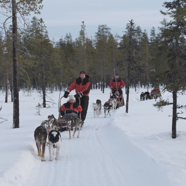Levi Polar Lights Tours: Reindeer and Husky Taster - Key Points