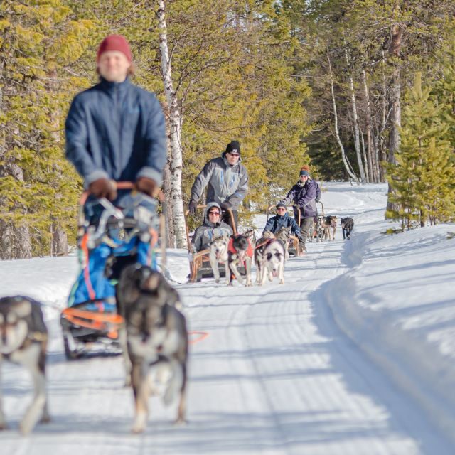 Levi Polar Lights Tours: Reindeer and Husky Taster - The Experience in Detail