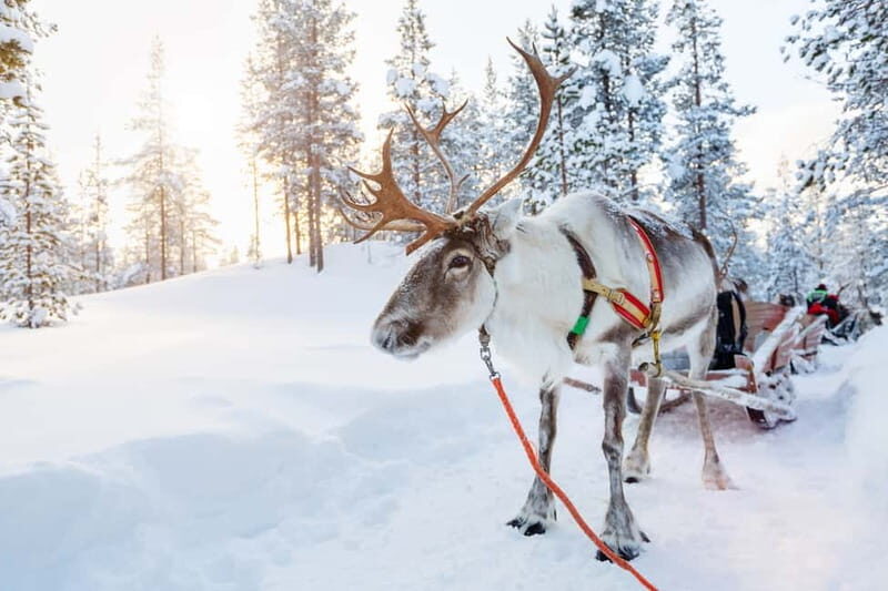 Levi: Reindeer Experience with Sled Ride - In-Depth Look at the Levi Reindeer Experience