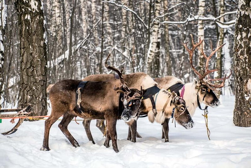 Levi: Reindeer Experience with Sled Ride - Final Thoughts