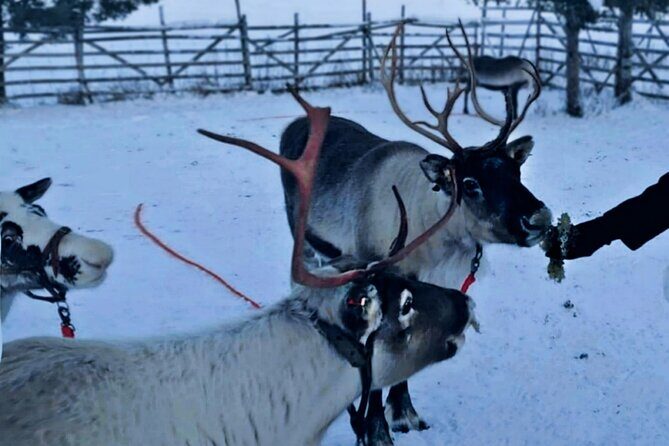 Levi Reindeer Safari - Long or Quick - with Sledge Ride - The Practical Details