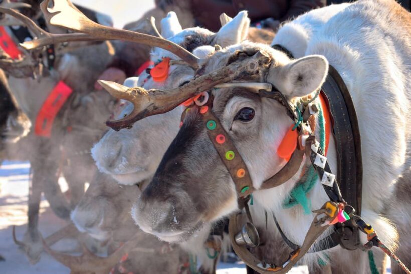 Levi: Reindeer Sleigh Ride Tour in Snowy Forest - An In-Depth Look at the Reindeer Sleigh Ride Experience