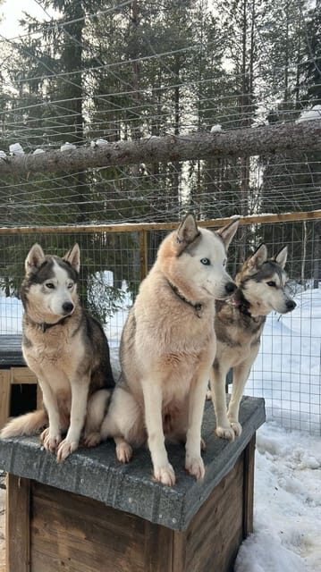 Levi: Self-Drive 5 KM Husky Sledding Experience - Key Points