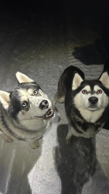 Levi: Self-Drive 5 KM Husky Sledding Experience - An Authentic Arctic Adventure in Levi
