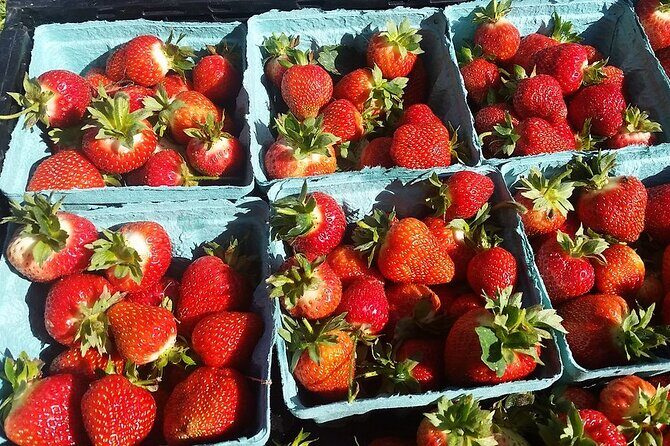Lewin Farms, Lavender By The Bay and Tanger Outlets Full-Day Tour - Overall Value and Final Thoughts