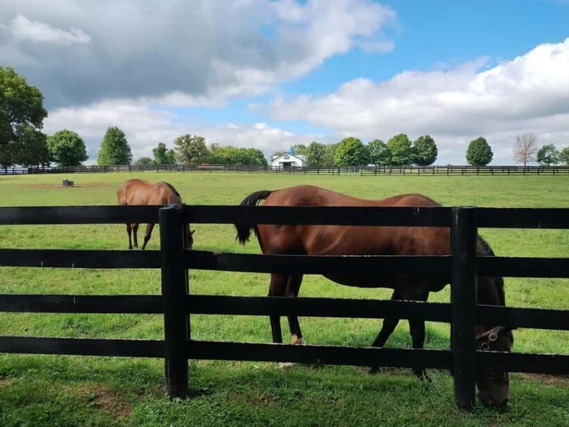 Lexington: Thoroughbred Horse Farm Tour and Scenic Bluegrass - The Practicalities