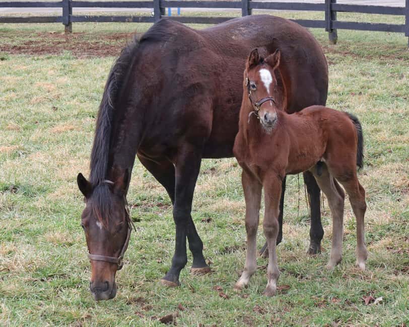 Lexington: Thoroughbred Horse Farm Tour and Scenic Bluegrass - Authentic Feedback from Past Travelers