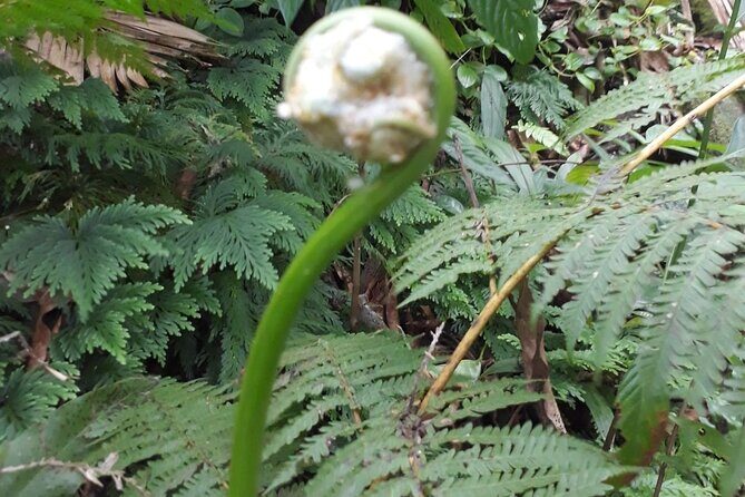 Liamuiga Volcano, Conquer the Crater - Authentic Experiences and Traveler Perspectives
