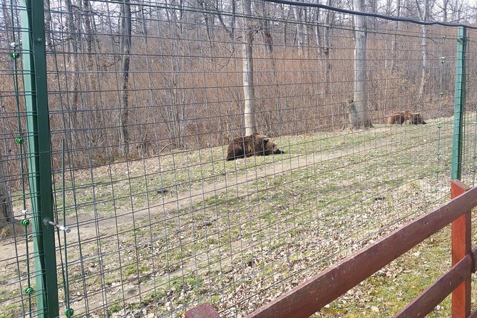 Libearty Bear Sanctuary Zarnesti Small-Group Trip From Brasov - Key Points