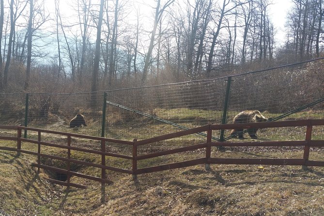 Libearty Bear Sanctuary Zarnesti Small-Group Trip From Brasov - Pickup and Meeting Details