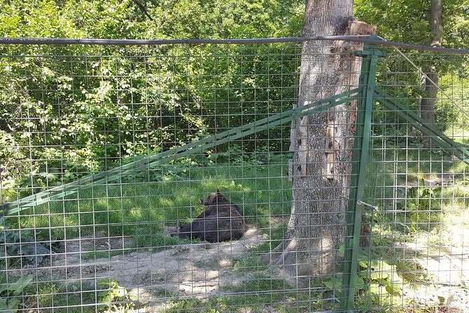 Libearty Bear Sanctuary Zarnesti Small-Group Trip From Brasov - Sanctuarys Mission and Animal Welfare