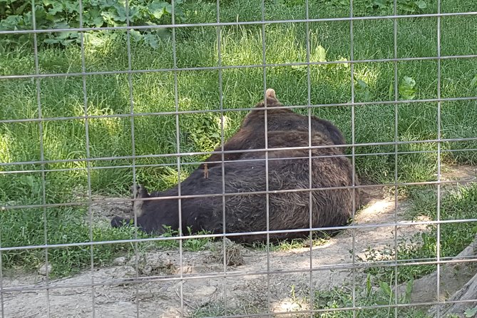Libearty Bear Sanctuary Zarnesti Small-Group Trip From Brasov - Traveler Feedback and Recommendations