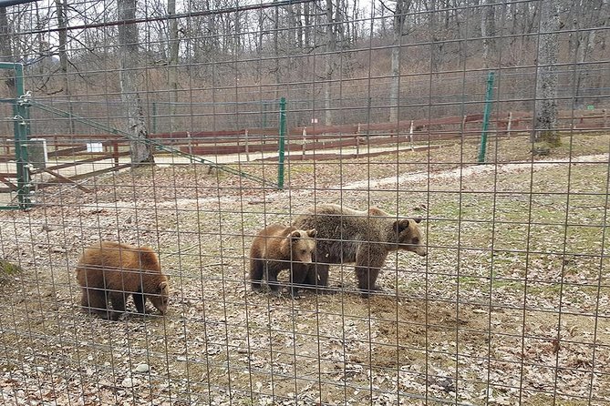 Libearty Bear Sanctuary Zarnesti Small-Group Trip From Brasov - Accessibility and Transportation