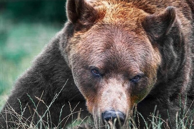 Libearty Brown Bear Sanctuary, Rasnov Fortress, Bran Castle Day Tour From Brasov - Libearty Bear Sanctuary